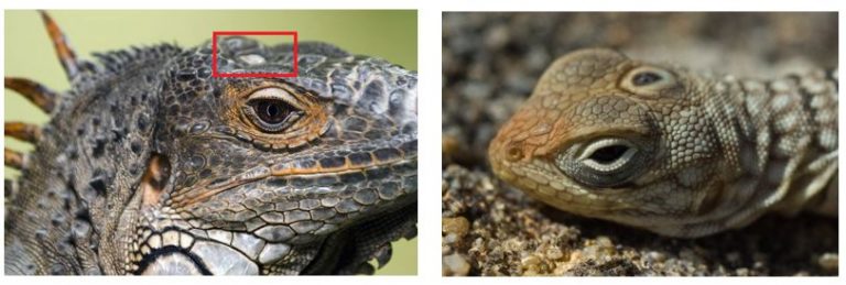 Third Eye And Holy Quran | Roohanialoom (Eng)